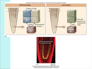 PLANT ANATOMY AND PHYSIOLOGY BODY ORGANIZATION AND FUNCTION.ppt.pptx