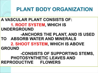 PLANT ANATOMY AND PHYSIOLOGY BODY ORGANIZATION AND FUNCTION.ppt.pptx