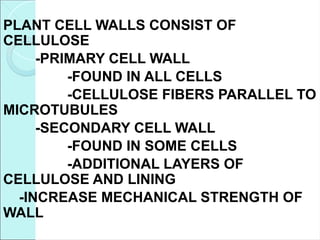 PLANT ANATOMY AND PHYSIOLOGY BODY ORGANIZATION AND FUNCTION.ppt.pptx