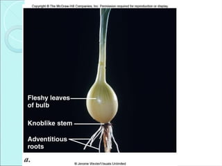 PLANT ANATOMY AND PHYSIOLOGY BODY ORGANIZATION AND FUNCTION.ppt.pptx