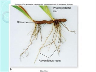 PLANT ANATOMY AND PHYSIOLOGY BODY ORGANIZATION AND FUNCTION.ppt.pptx