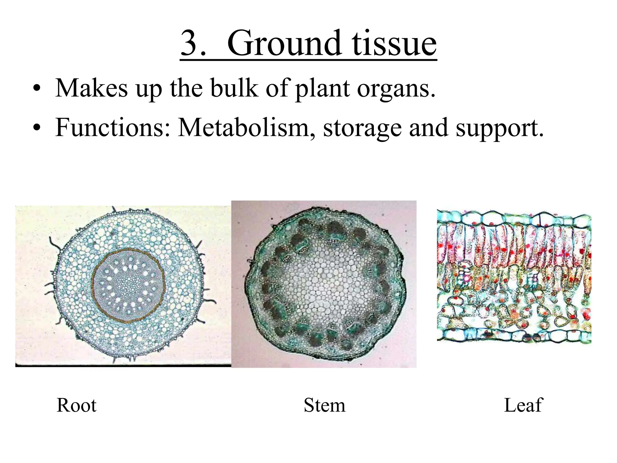 plant anatomy and physiology notes.ppt-“Structure correlates to ...