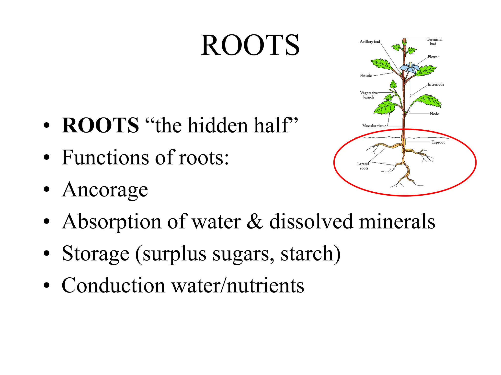 plant anatomy and physiology notes.ppt-“Structure correlates to ...