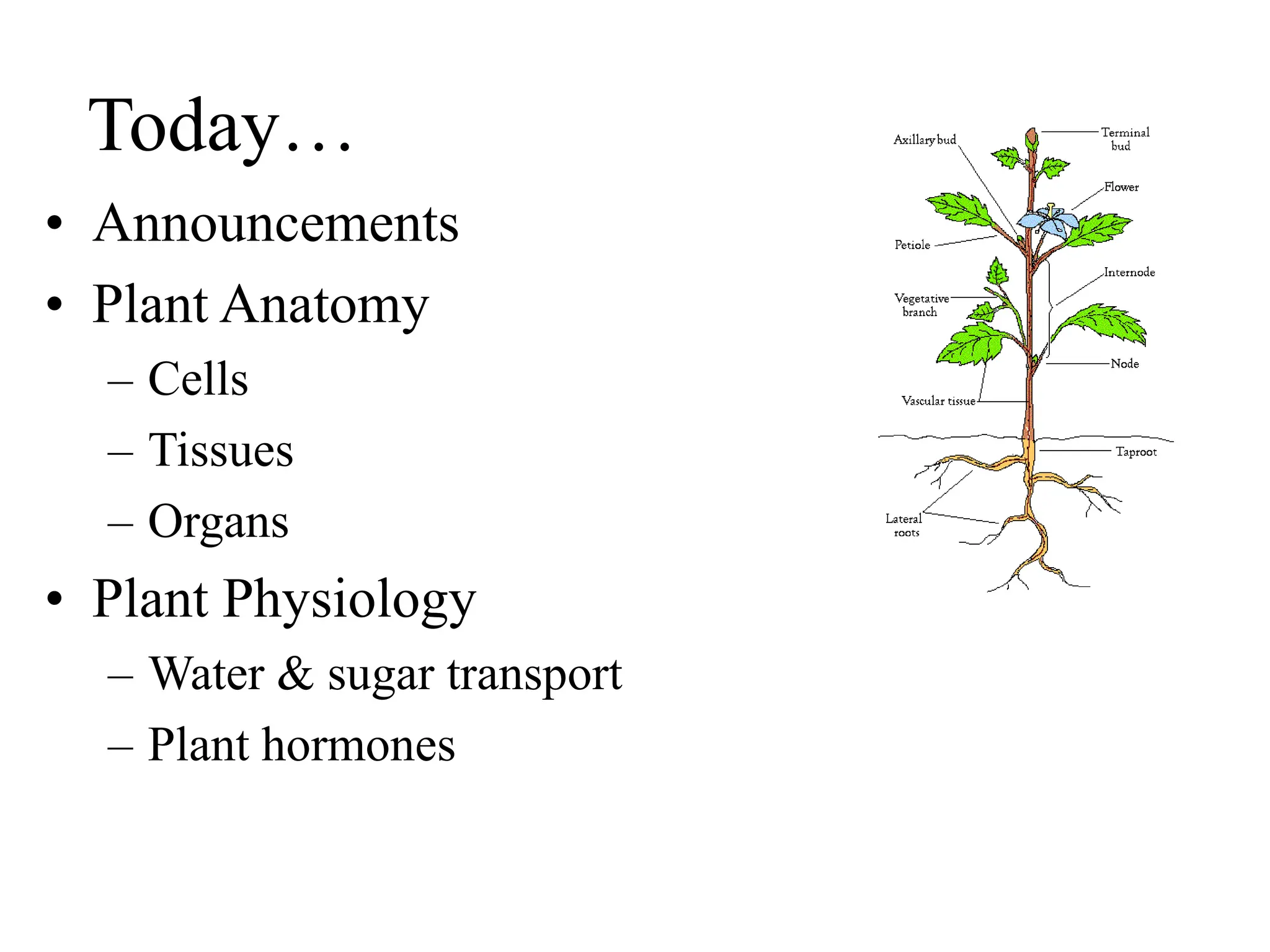 plant anatomy and physiology notes.ppt-“Structure correlates to ...