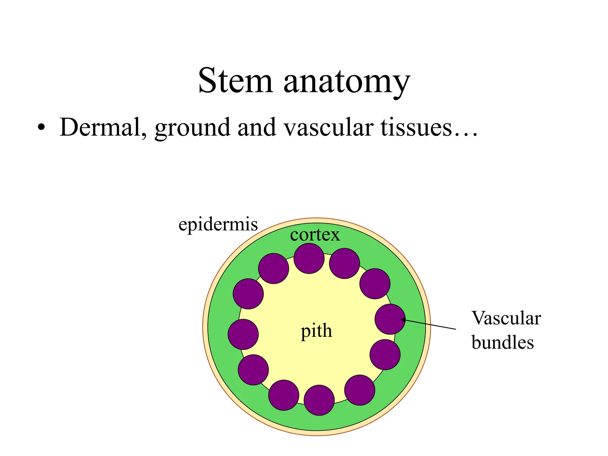 plant anatomy and physiology notes.ppt-“Structure correlates to ...