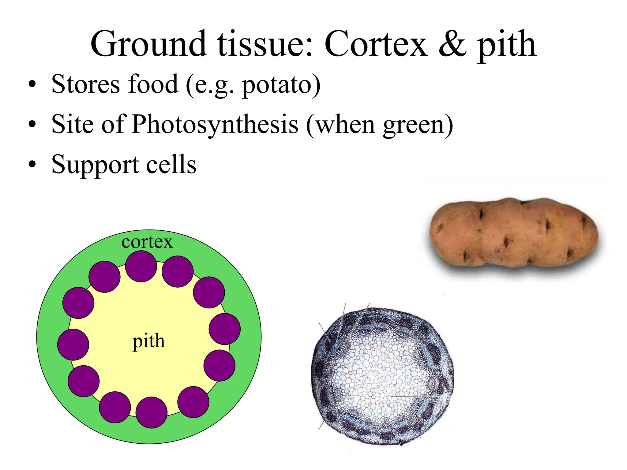 plant anatomy and physiology notes.ppt-“Structure correlates to ...