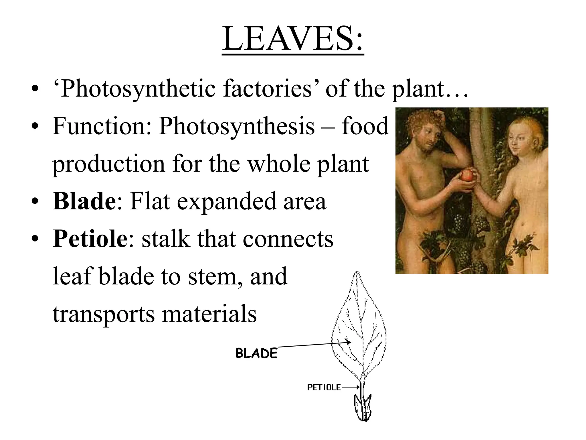 plant anatomy and physiology notes.ppt-“Structure correlates to ...