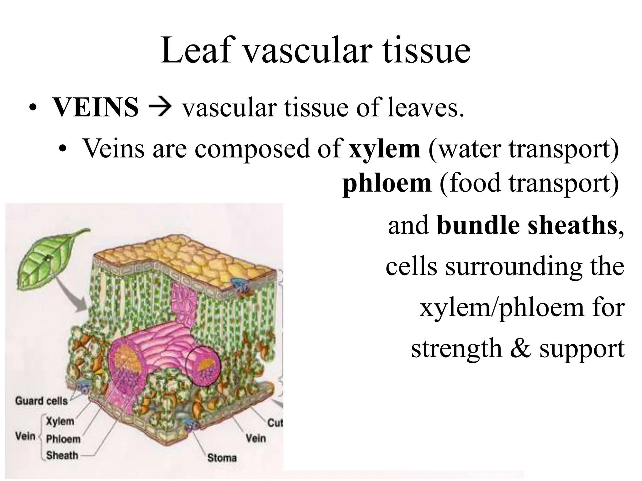 plant anatomy and physiology notes.ppt-“Structure correlates to ...