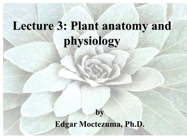 plant anatomy and physiology notes.ppt-“Structure correlates to ...