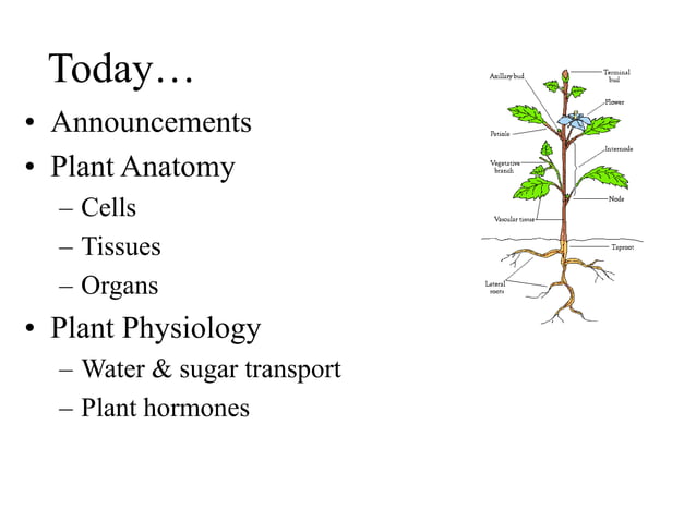 plant anatomy and physiology notes.ppt-“Structure correlates to ...