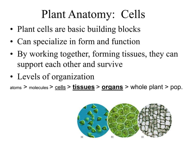 plant anatomy and physiology notes.ppt-“Structure correlates to ...