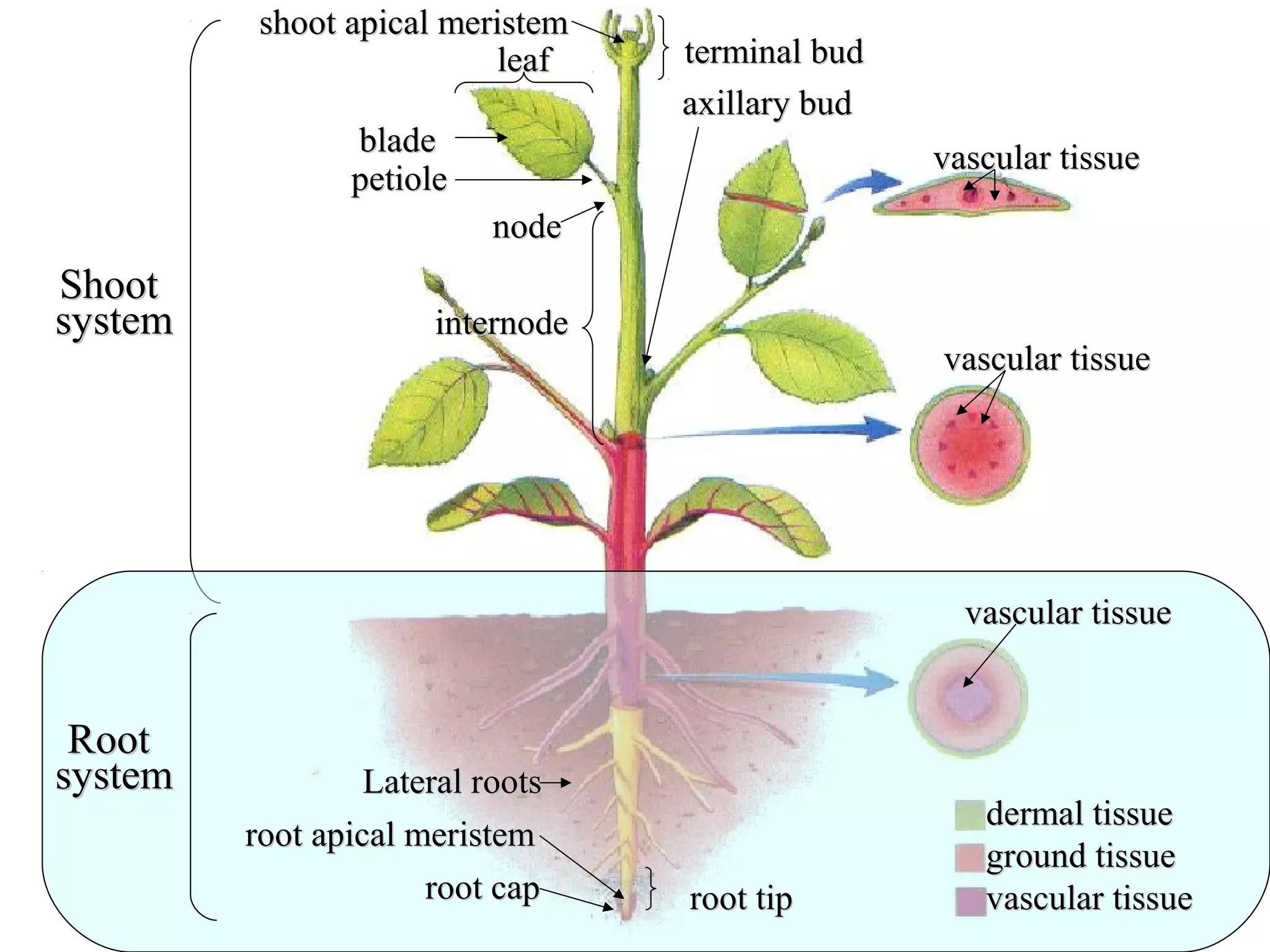 Plant Anatomy An Overview | PPT
