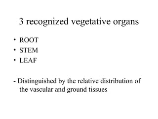Plant Anatomy An Overview | PPT