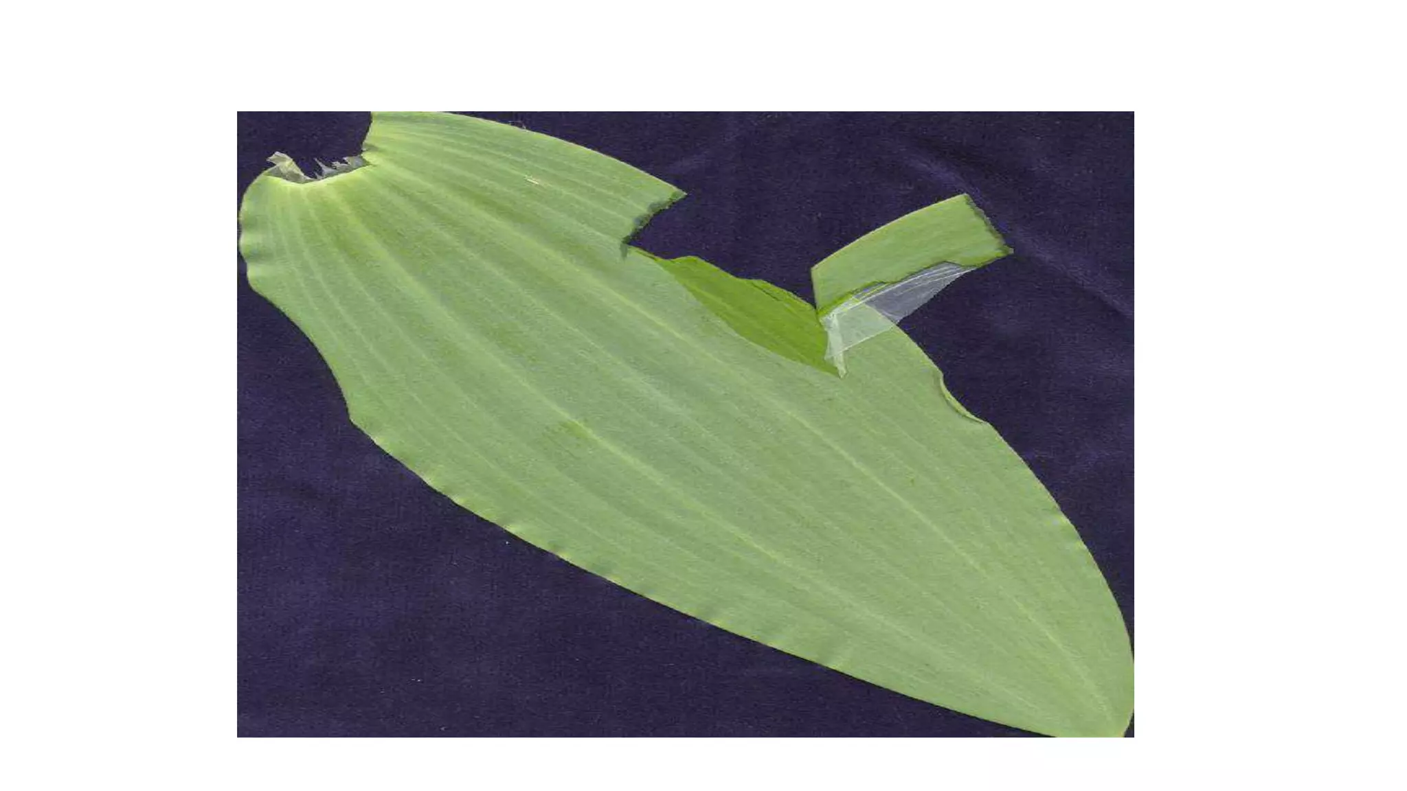 Plant anatomy part 4 | PPTX