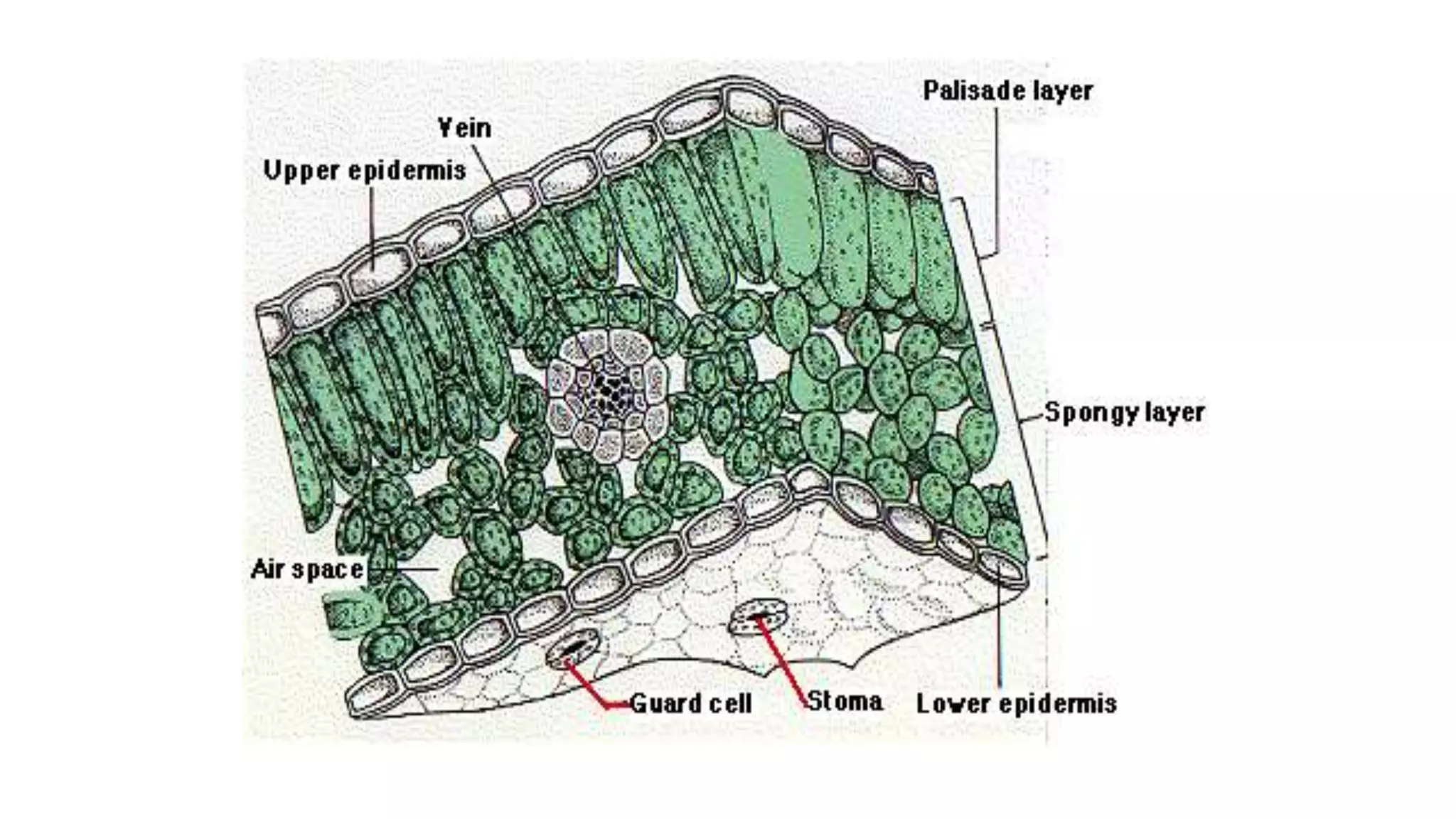 Plant anatomy part 4 | PPT