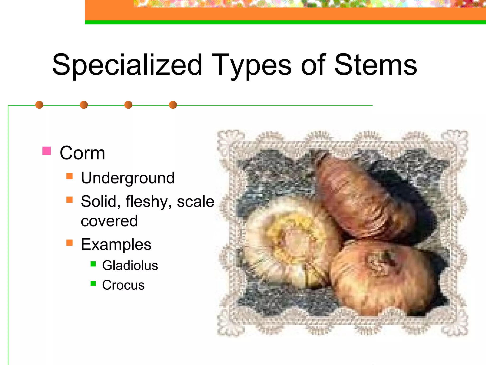 Plant anatomy & physiology | PPT