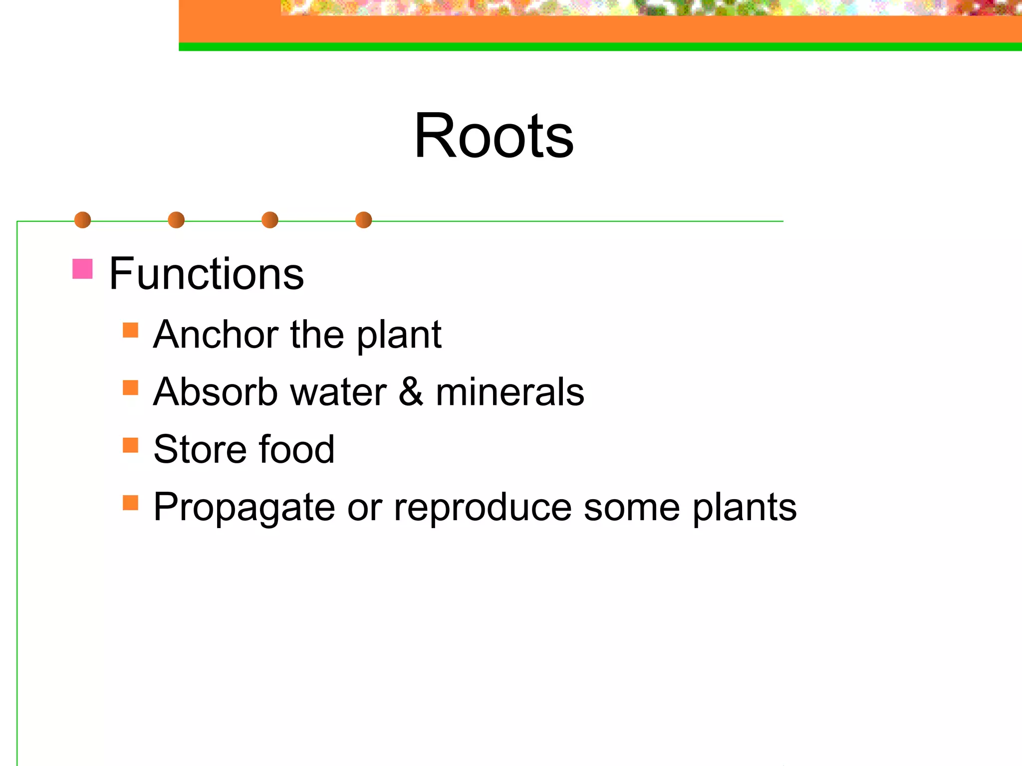 Plant anatomy & physiology | PPT