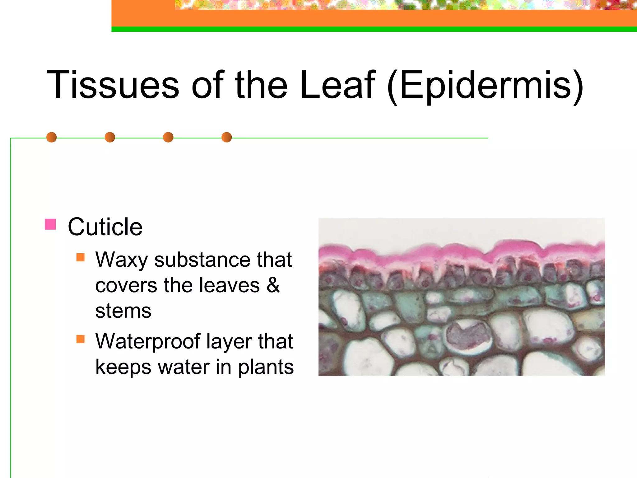 Plant anatomy & physiology | PPT
