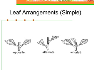 Plant anatomy & physiology | PPT