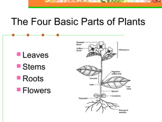 Basic Plant Structure