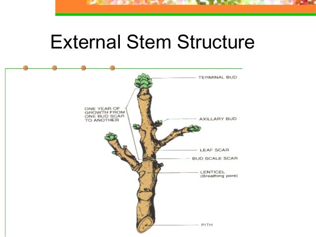 Anatomy Of The Stem