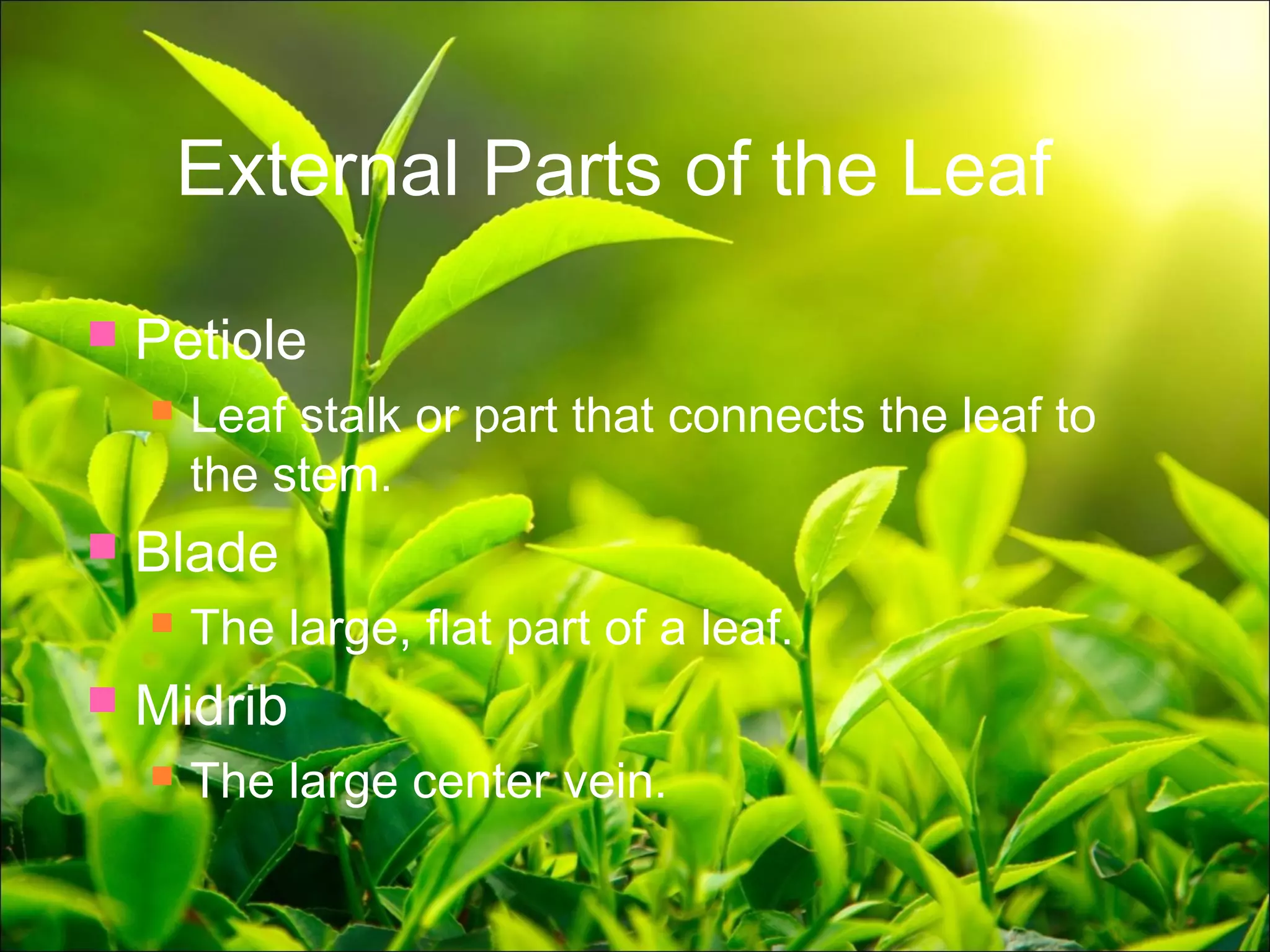 Plant anatomy presentation | PPT