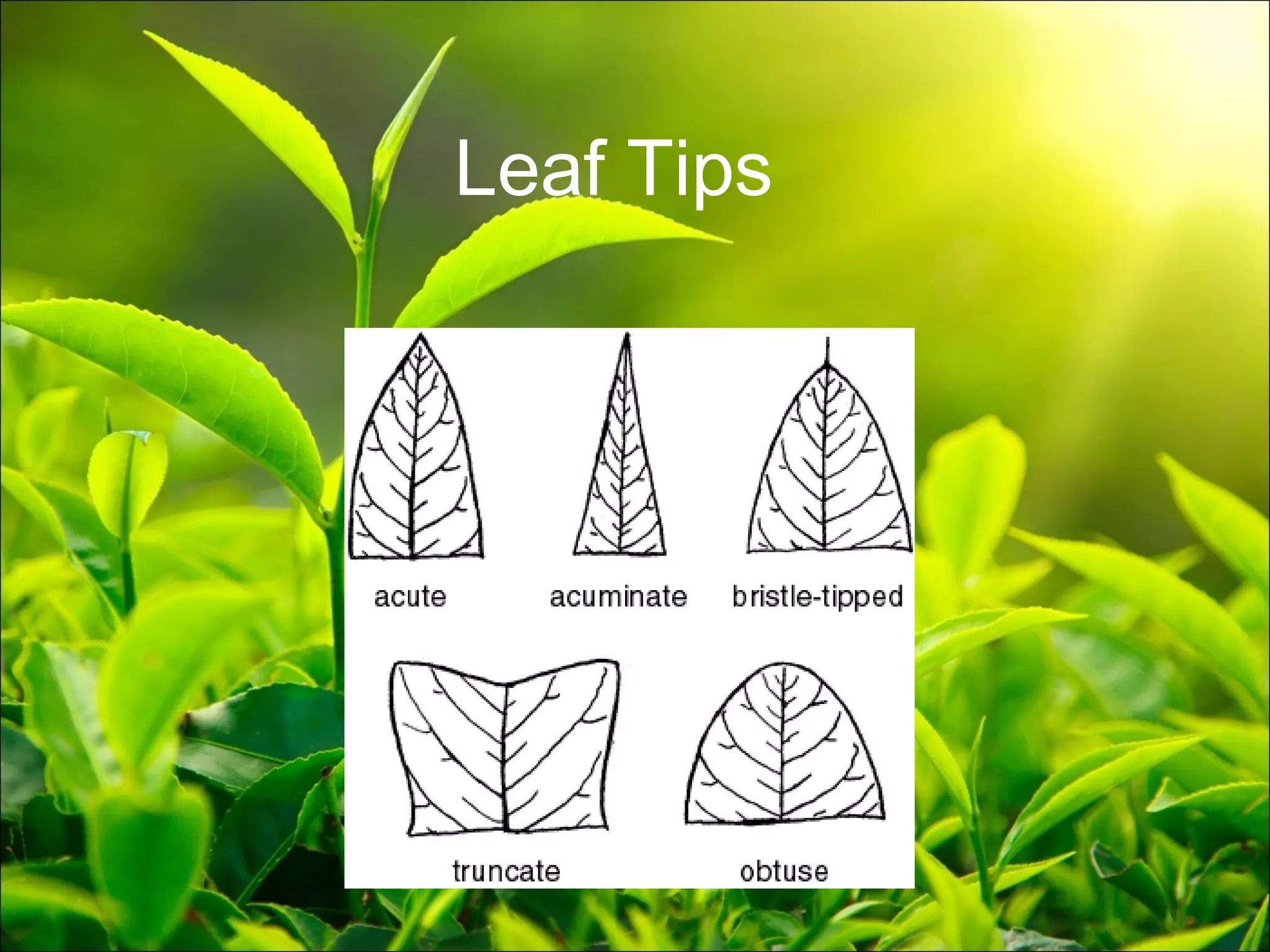 Plant anatomy presentation | PPT