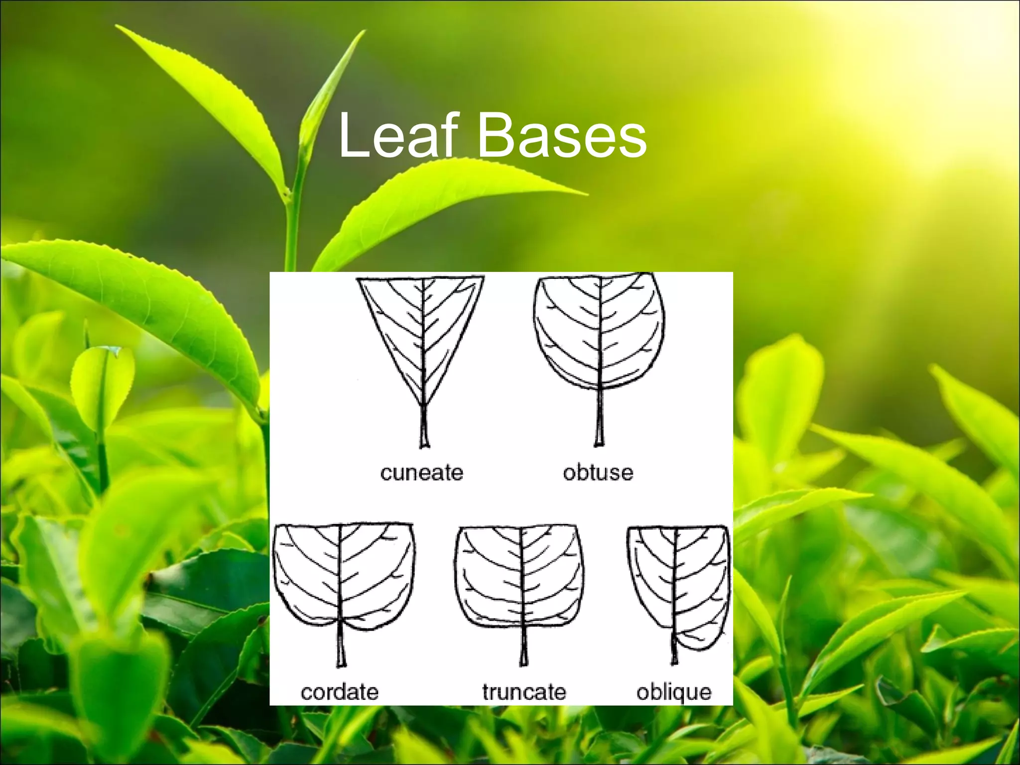 Plant anatomy presentation | PPT
