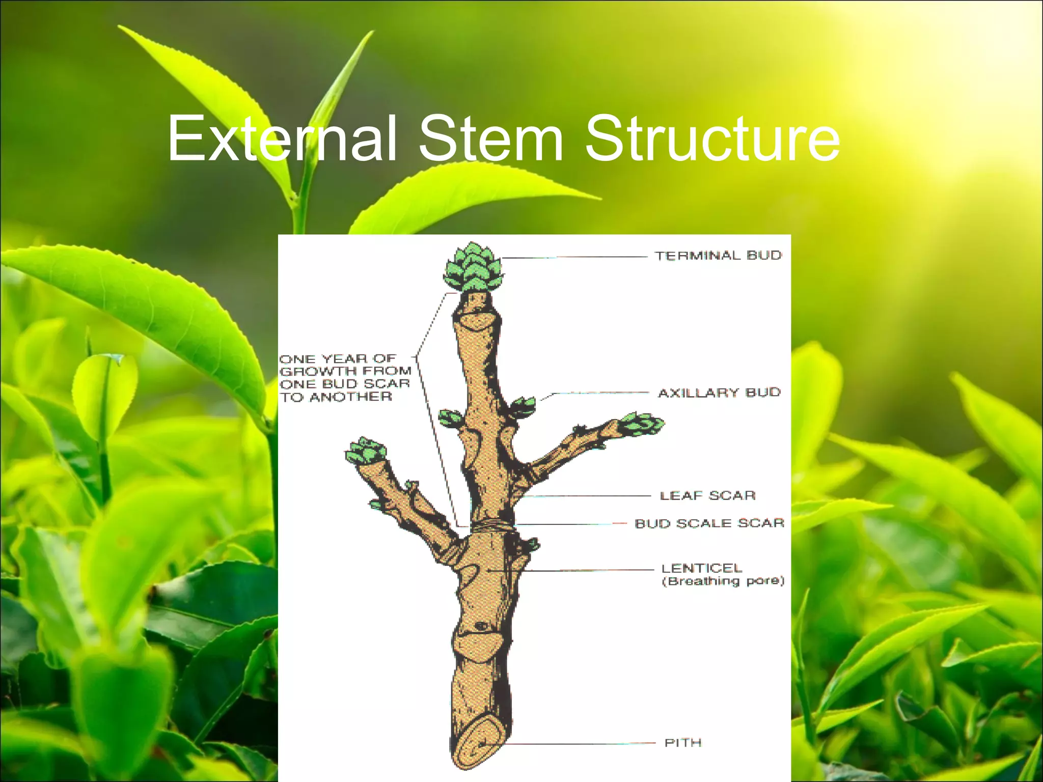 Plant anatomy presentation | PPT