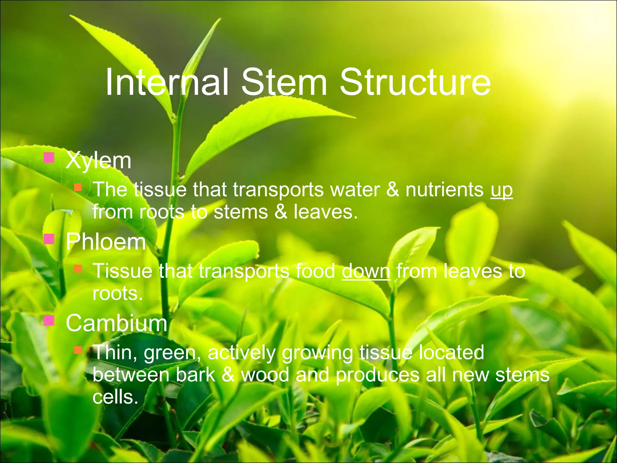 Plant anatomy presentation | PPT
