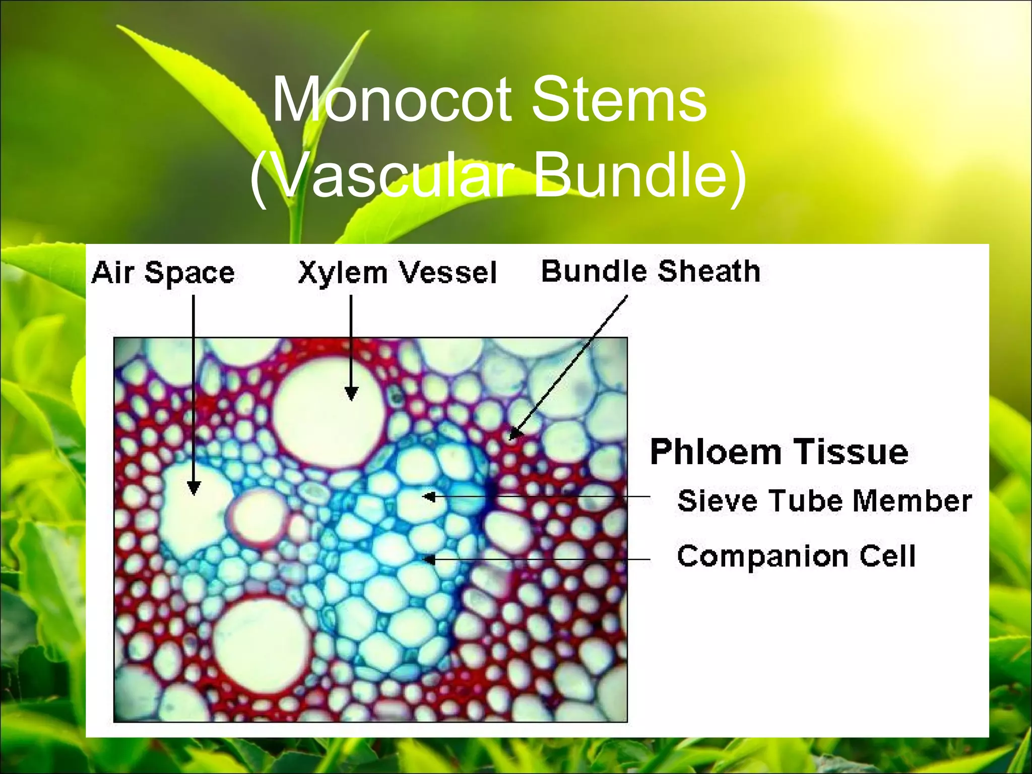 Plant anatomy presentation | PPT