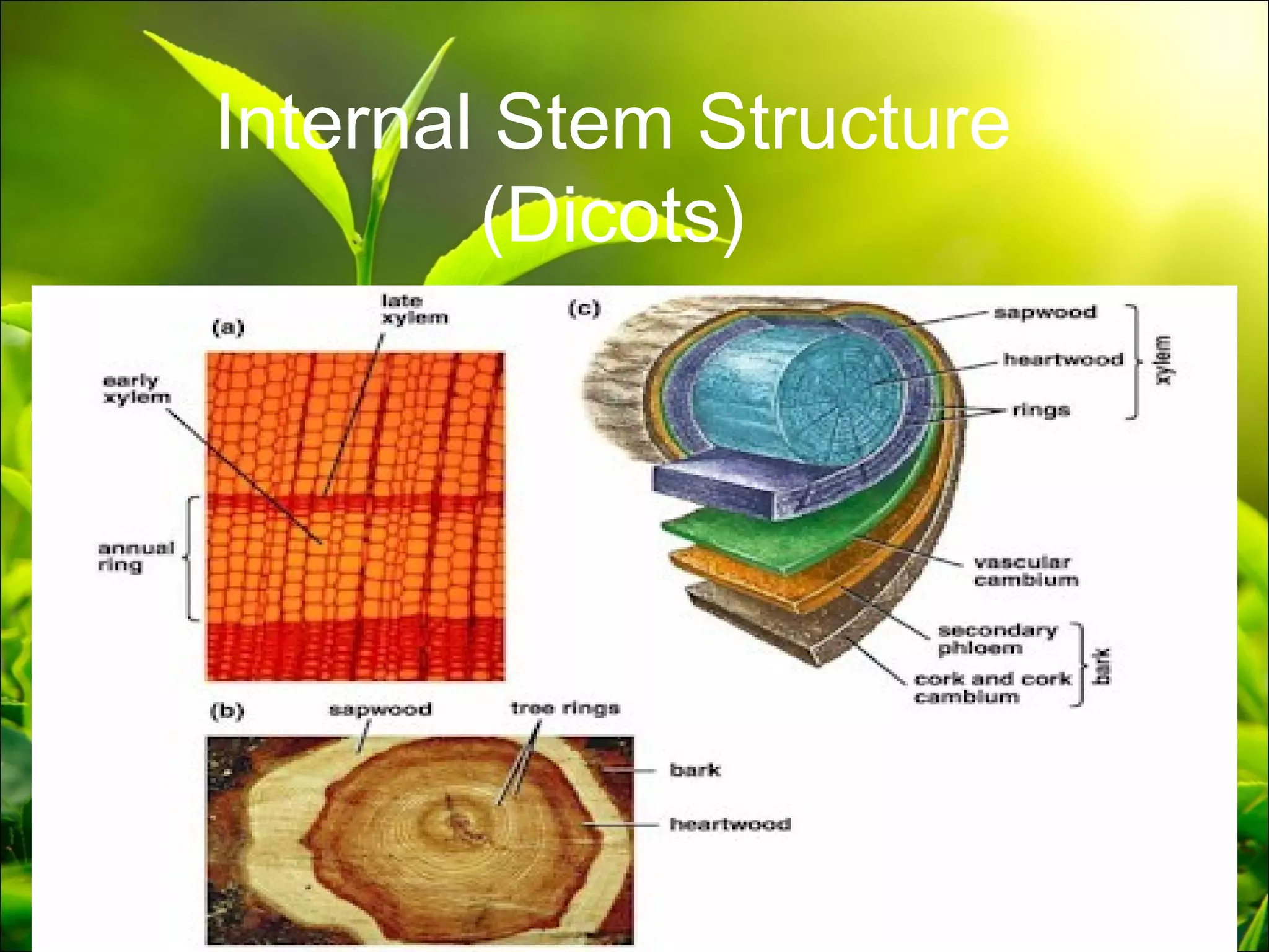 Plant anatomy presentation | PPT