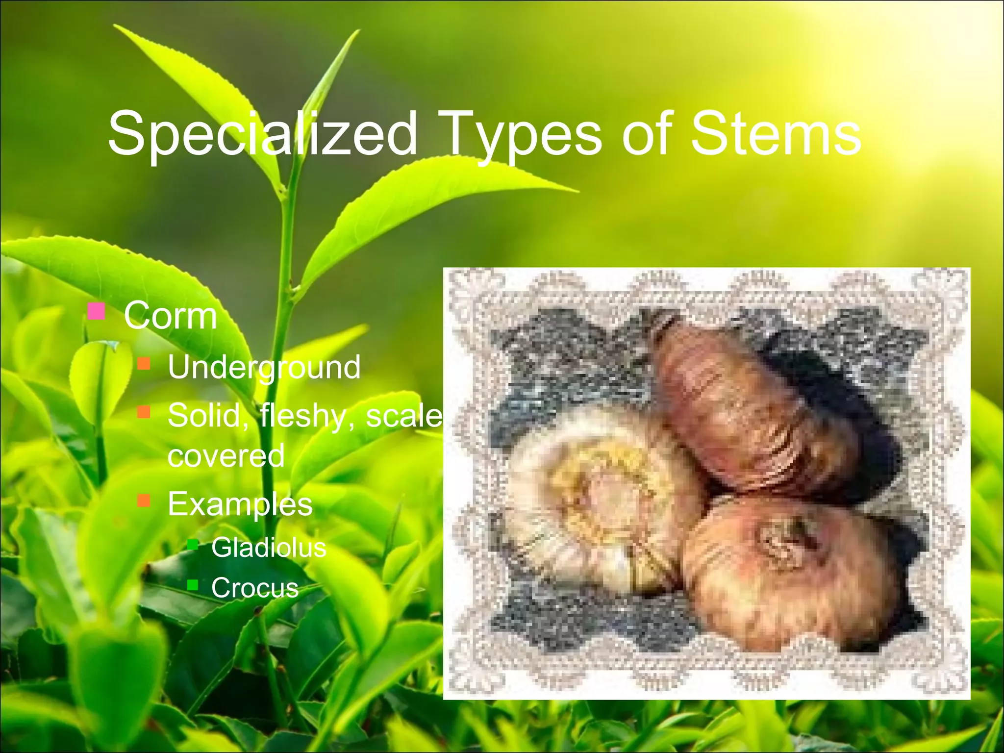 Plant anatomy presentation | PPT