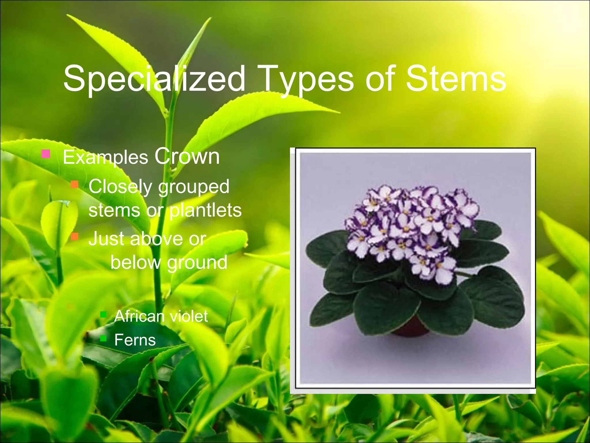 Plant anatomy presentation | PPT