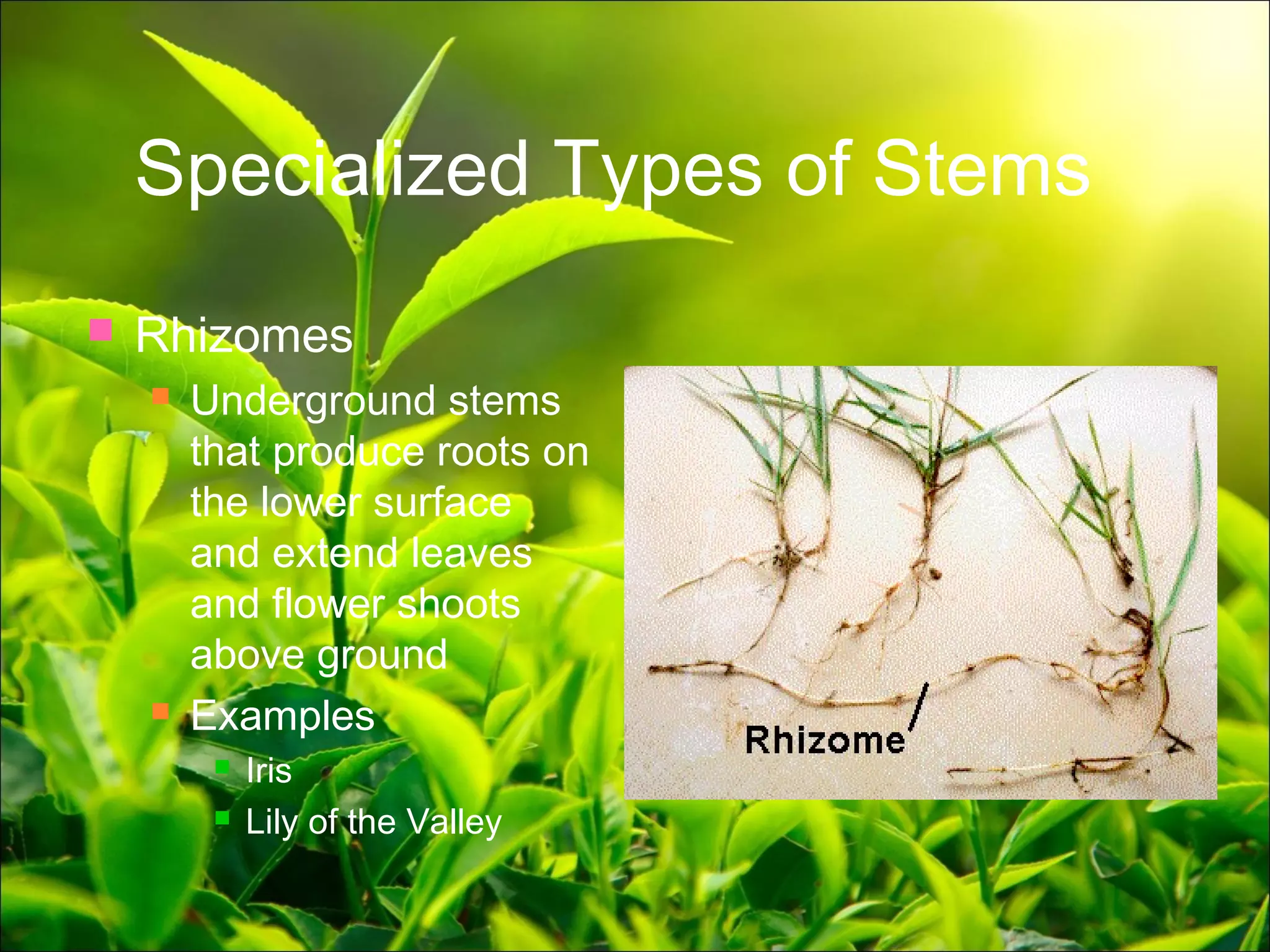 Plant anatomy presentation | PPT