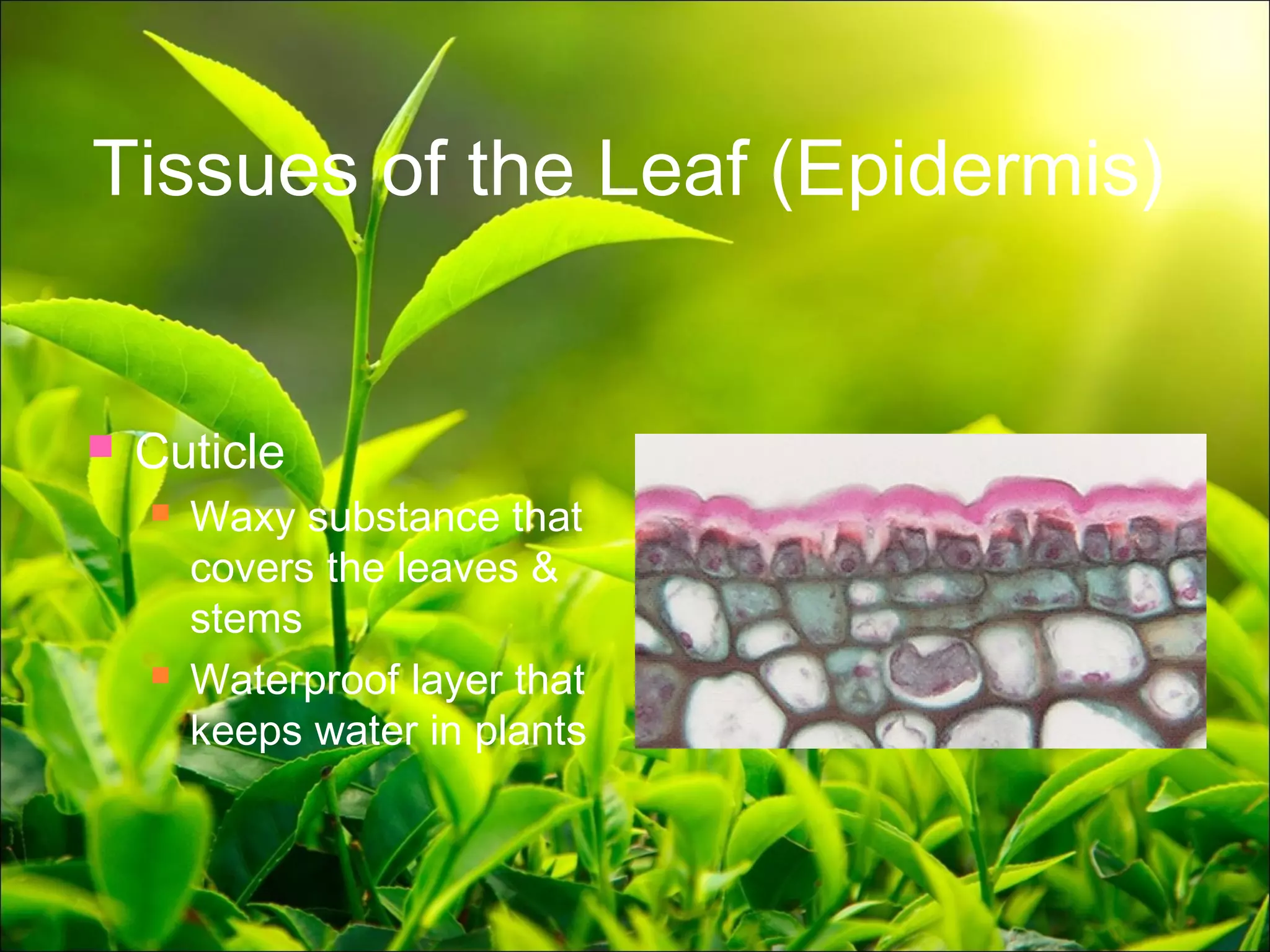 Plant anatomy presentation | PPT