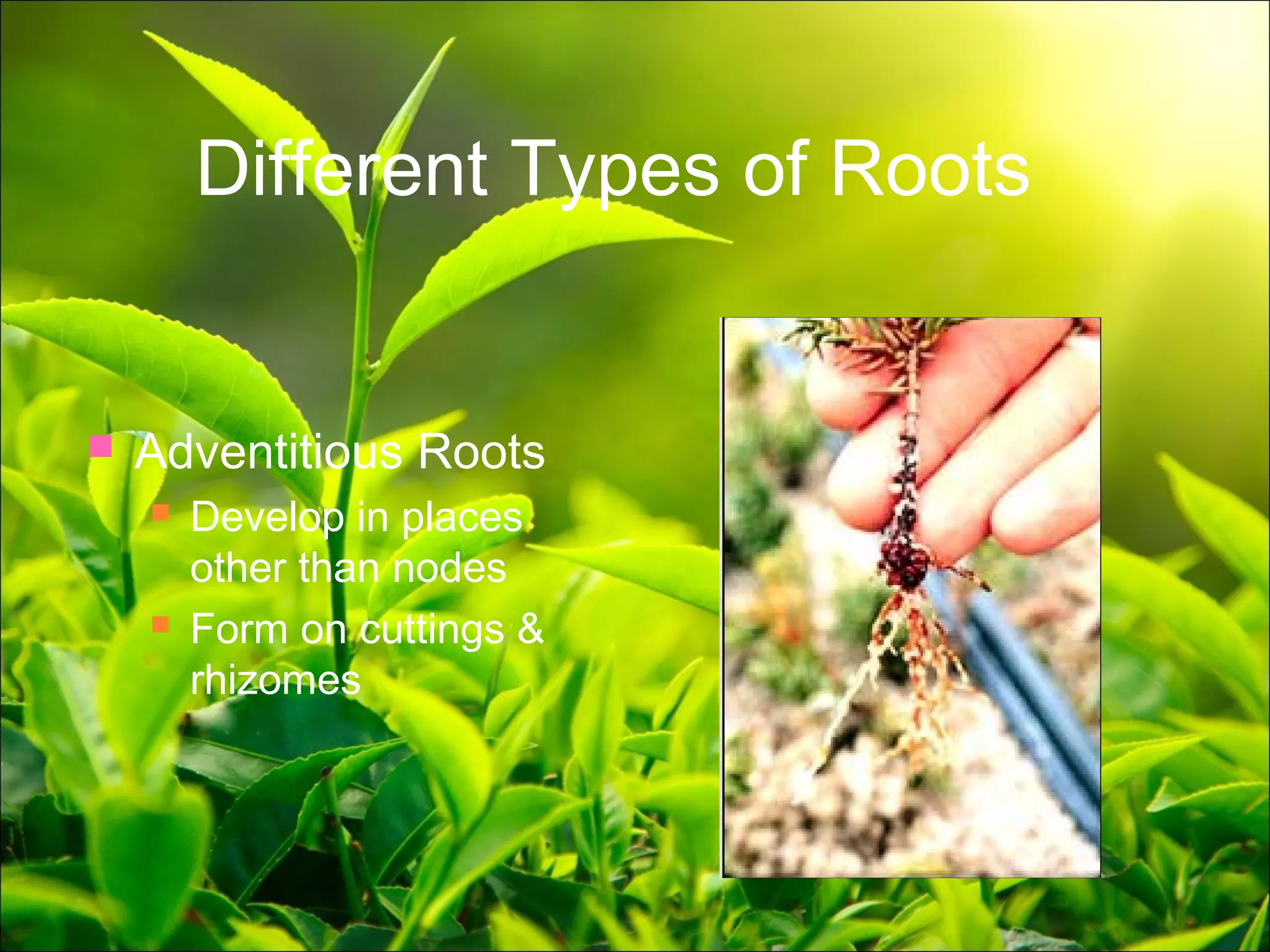 Plant anatomy presentation | PPT