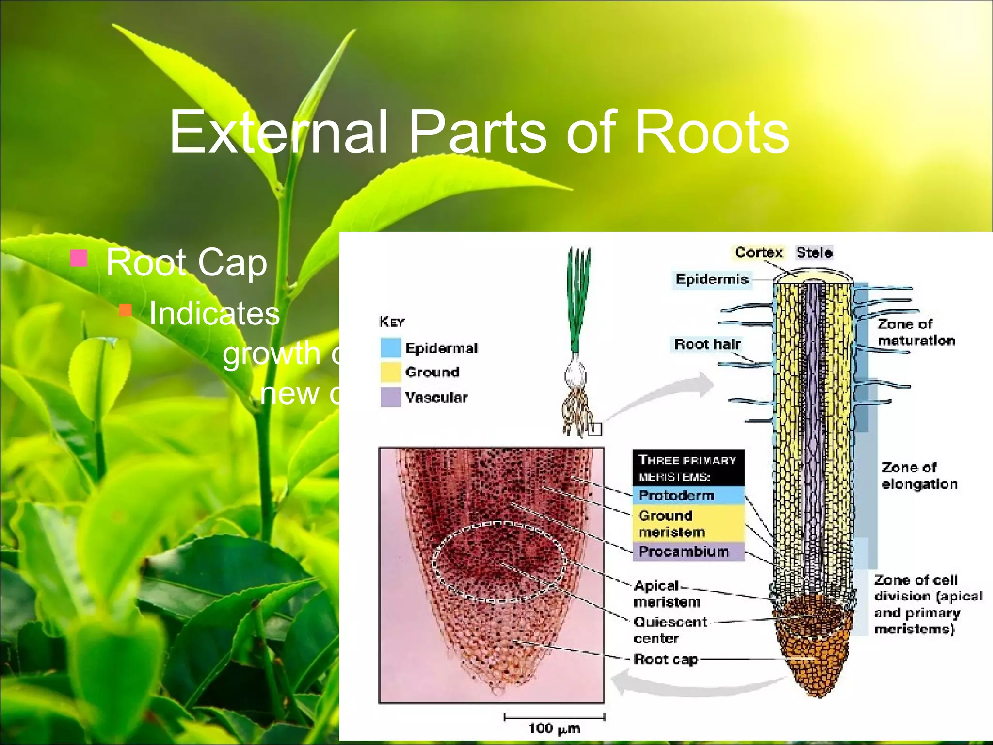 Plant anatomy presentation | PPT