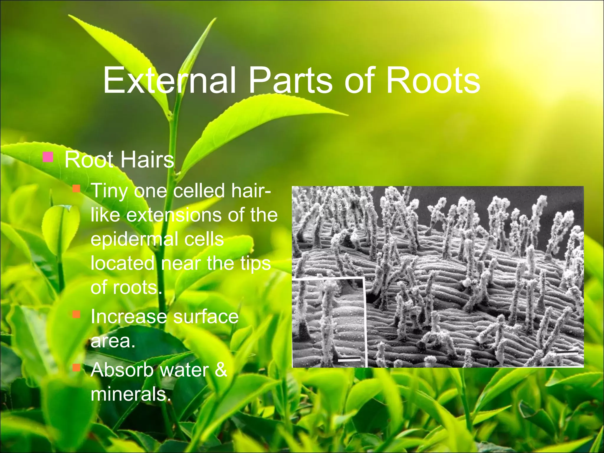 Plant anatomy presentation | PPT