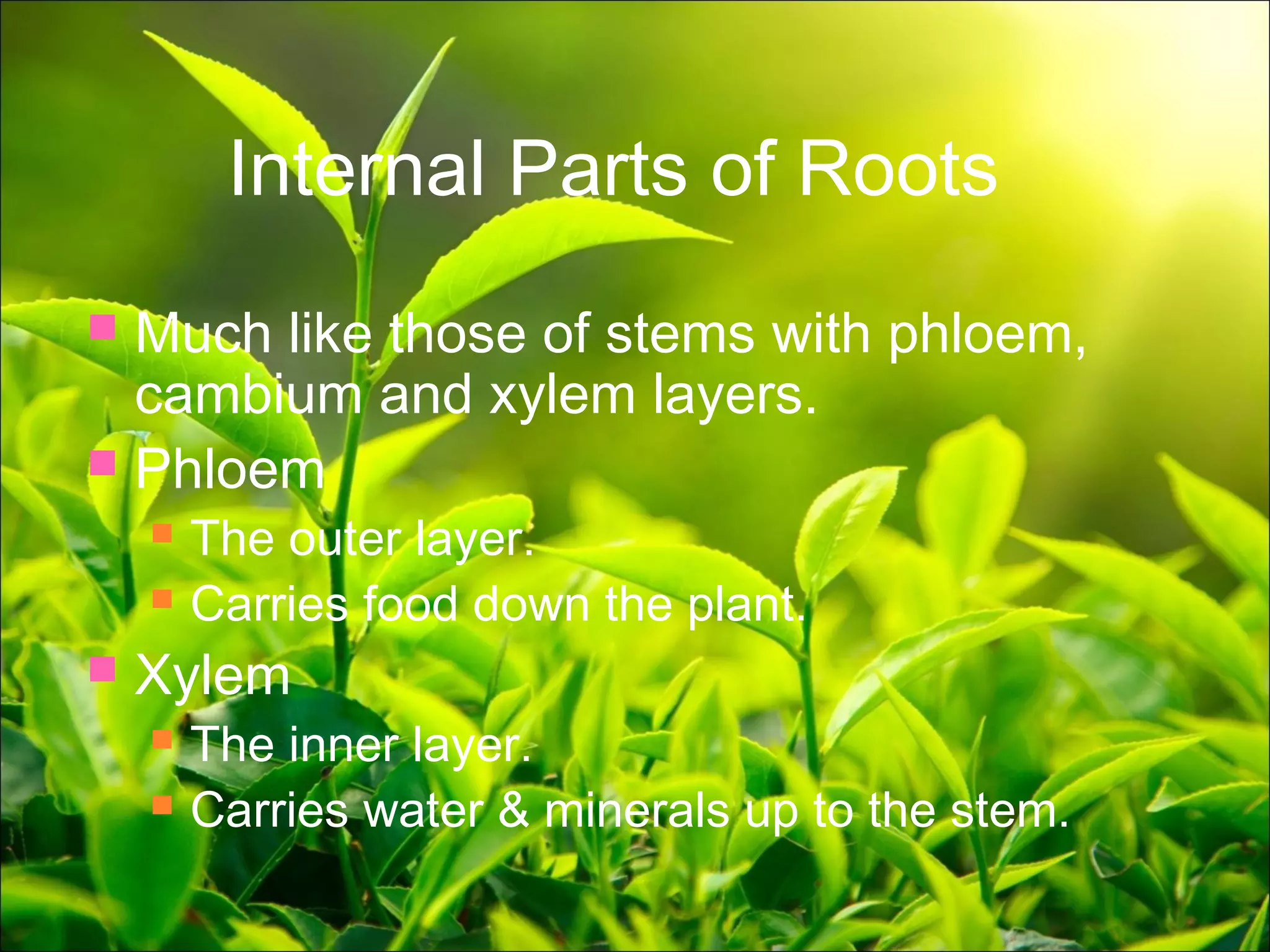 Plant anatomy presentation | PPT