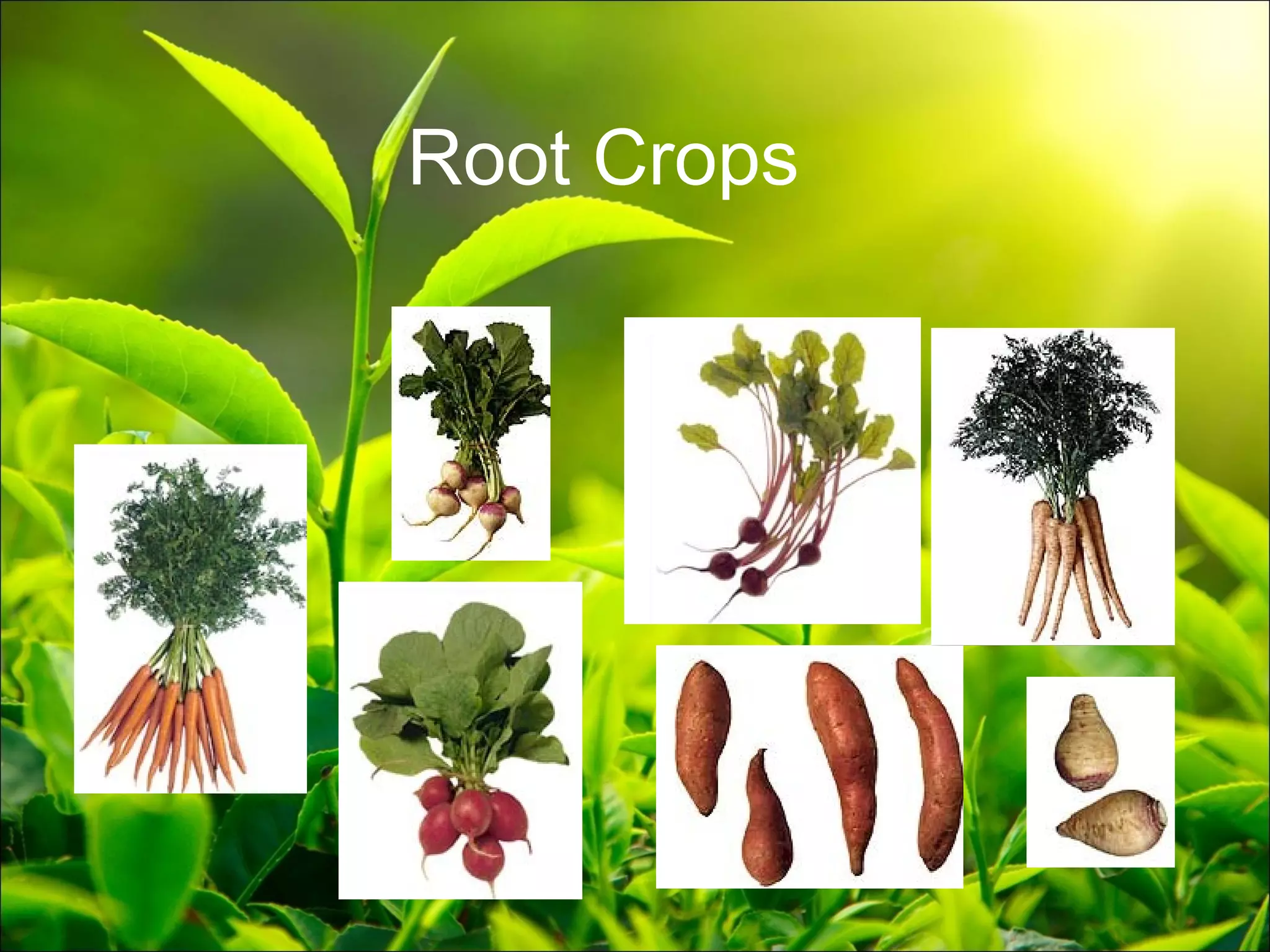 Plant anatomy presentation | PPT