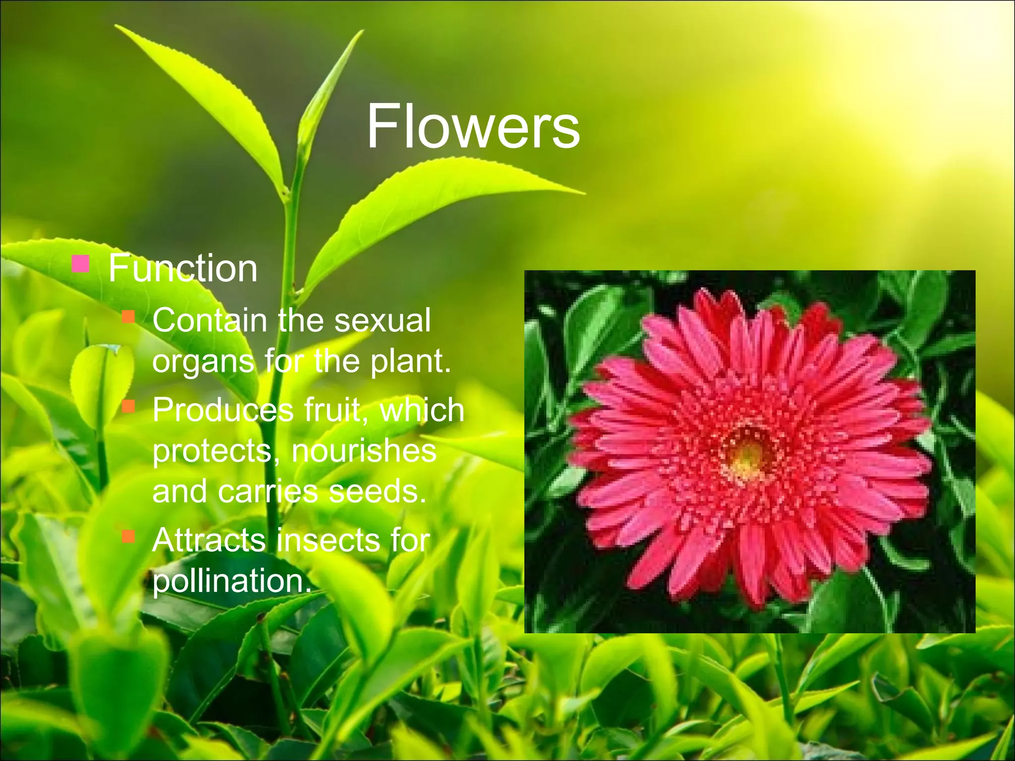 Plant anatomy presentation | PPT