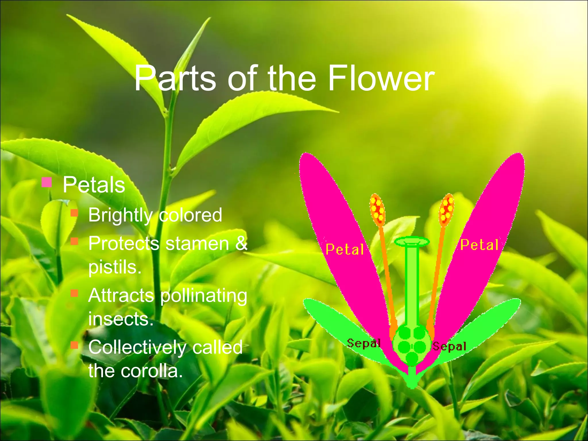 Plant anatomy presentation | PPT