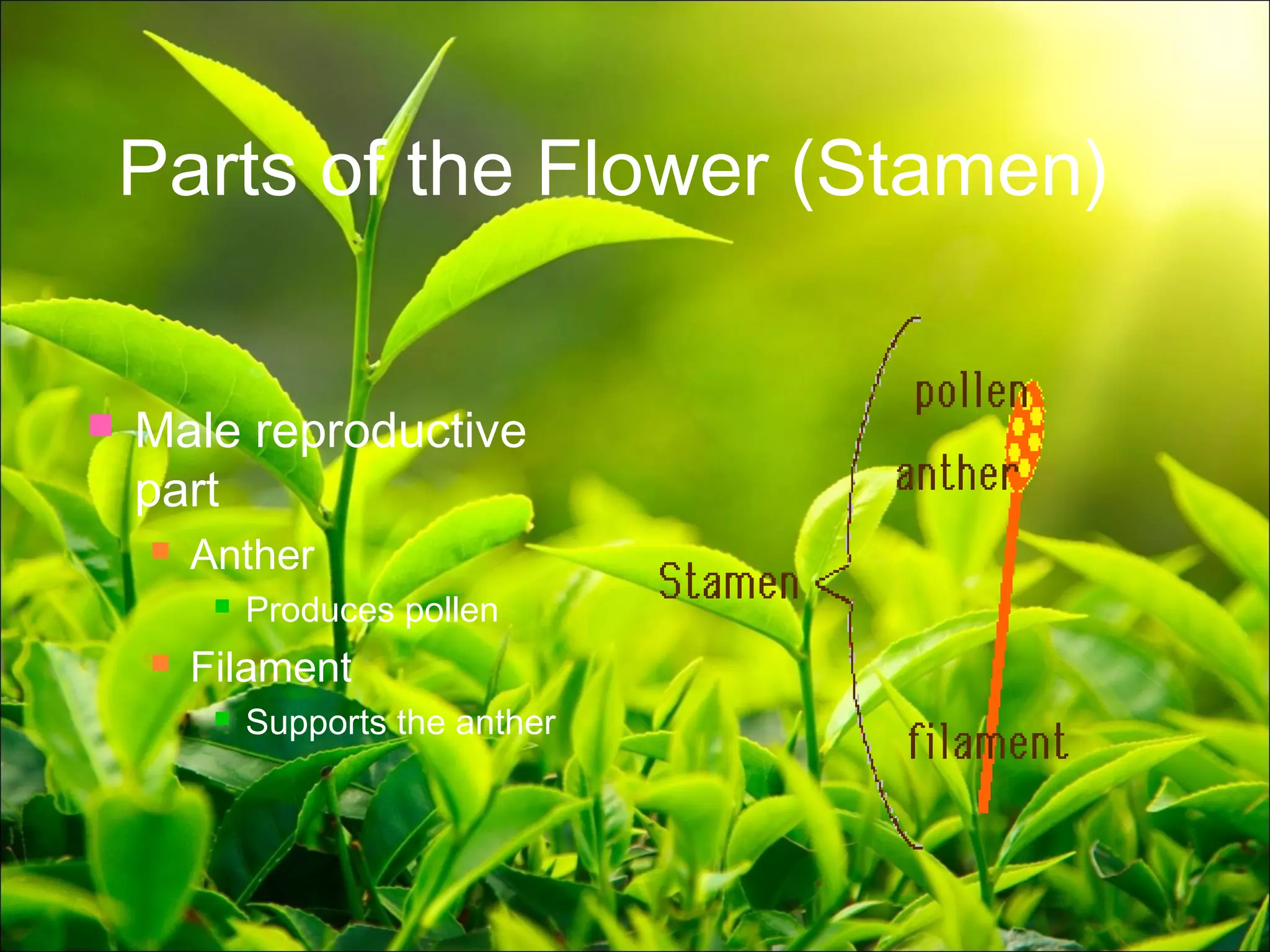 Plant anatomy presentation | PPT