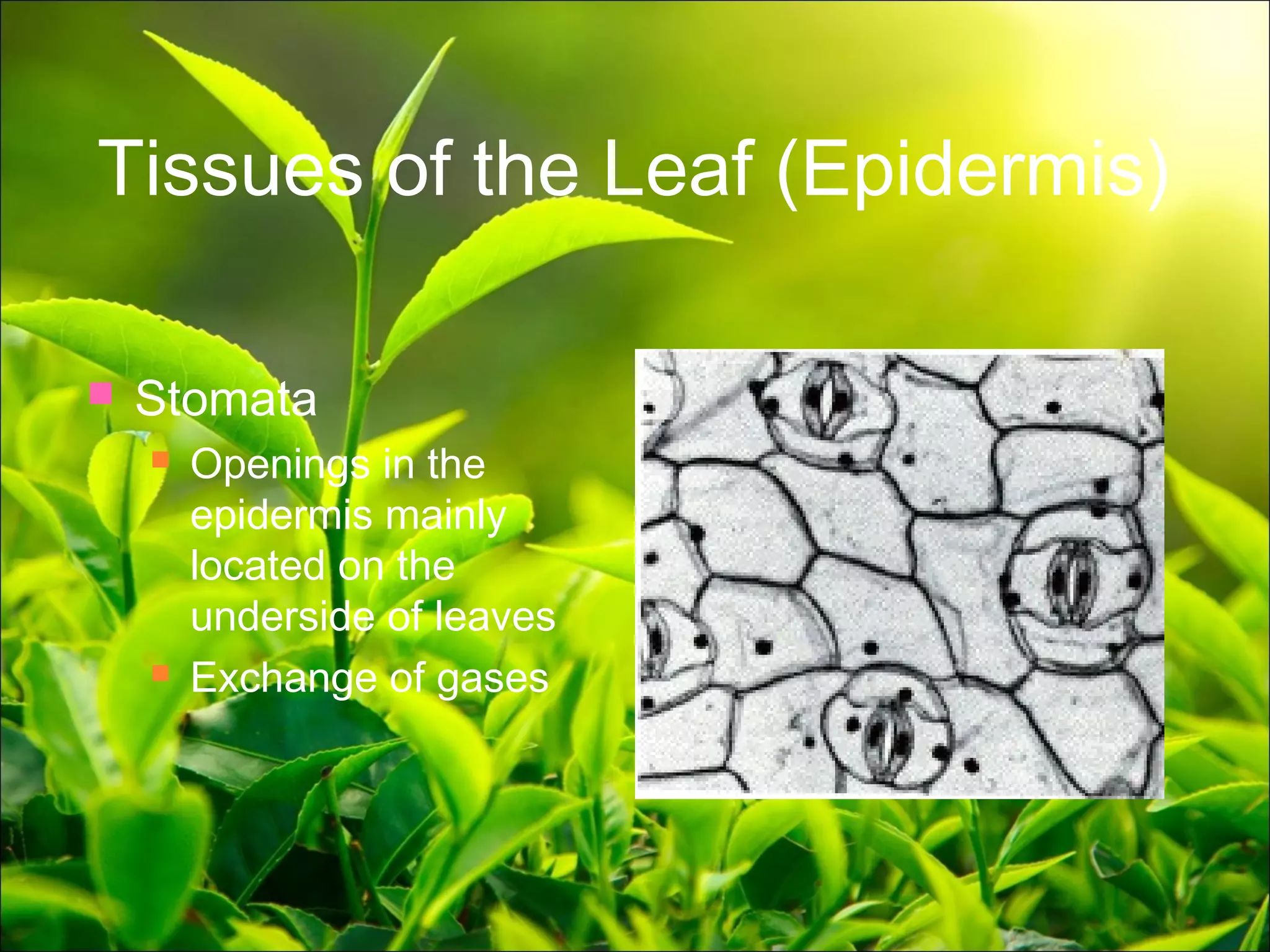 Plant anatomy presentation | PPT