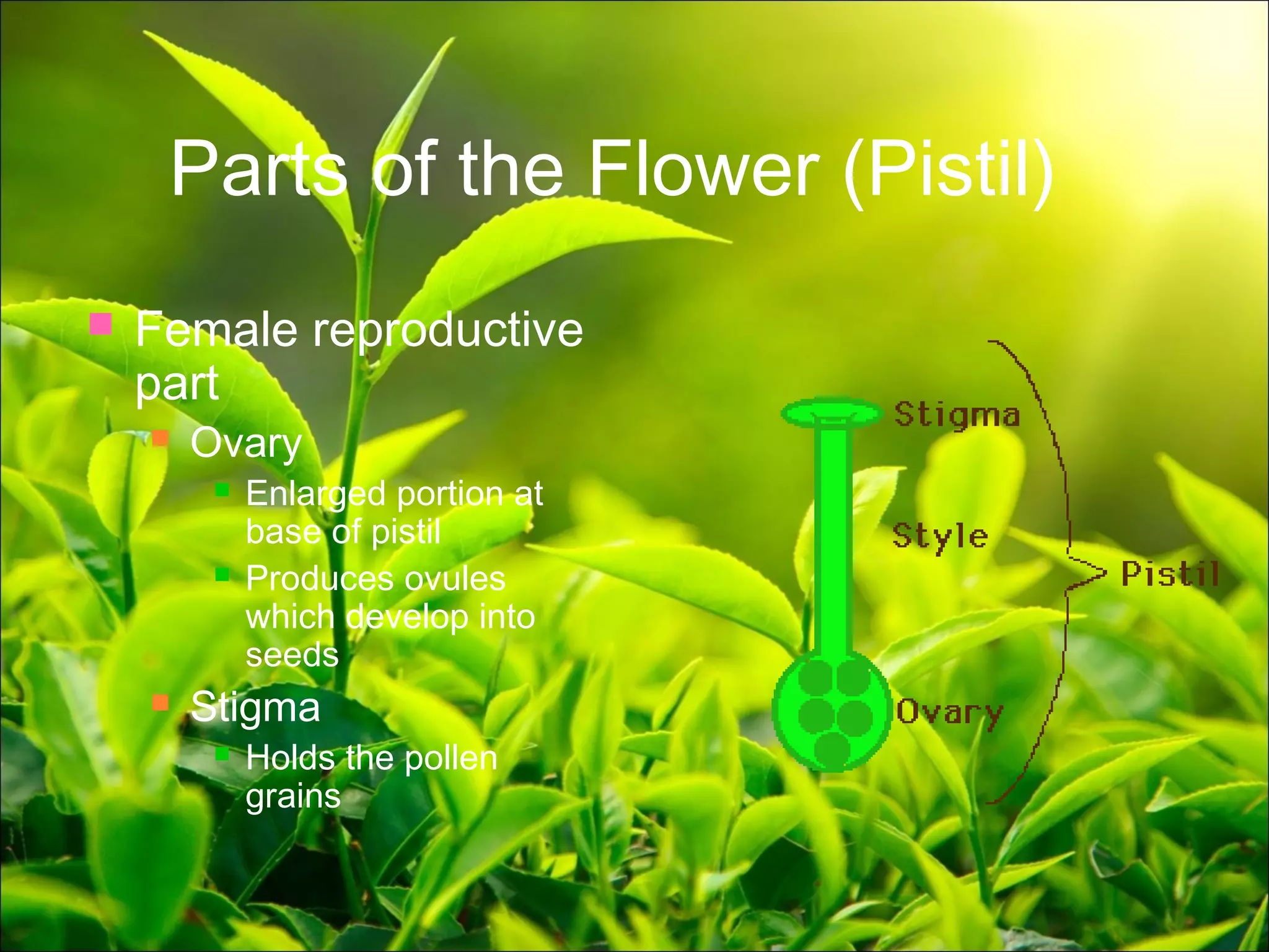Plant anatomy presentation | PPT