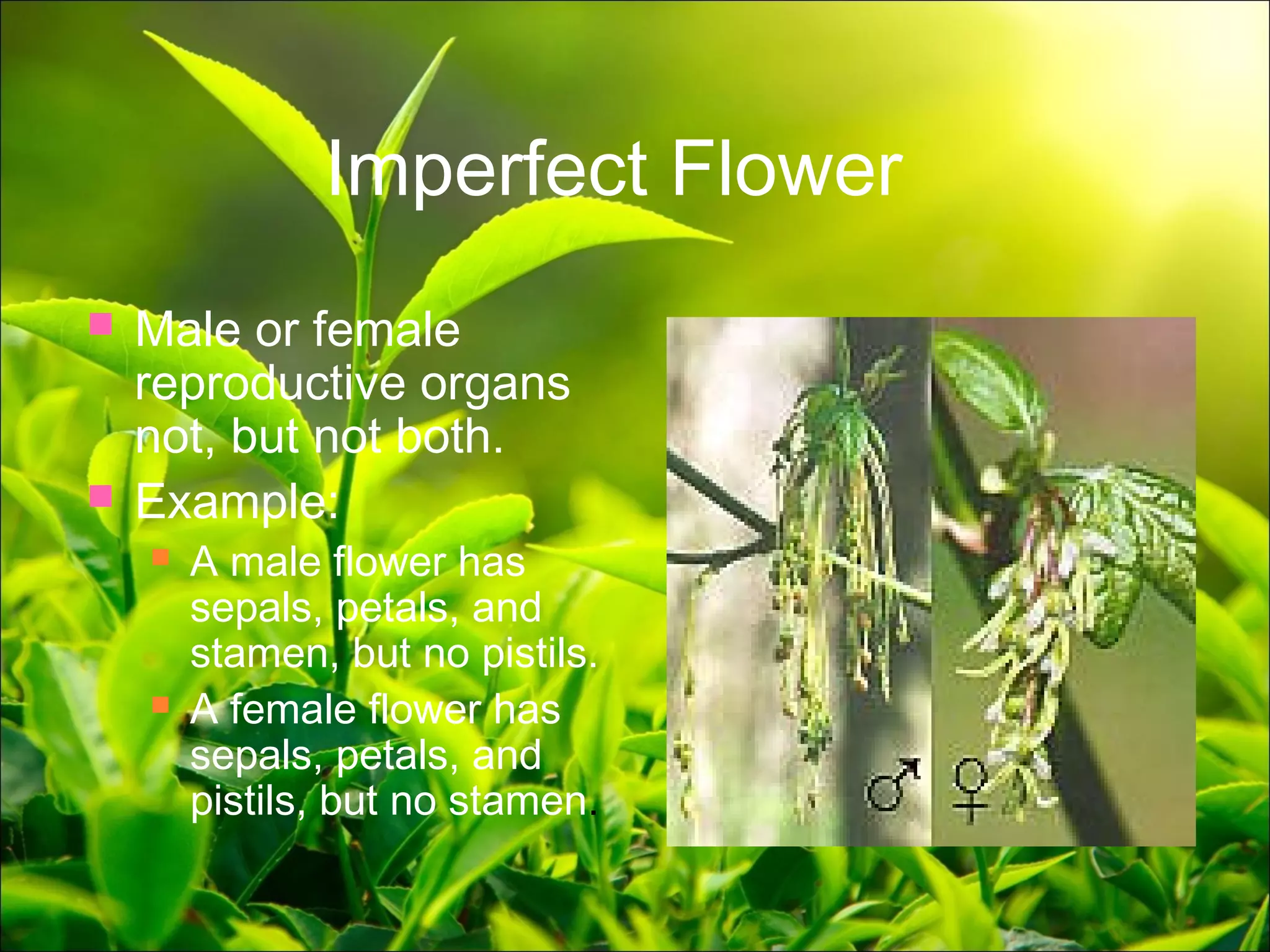 Plant anatomy presentation | PPT