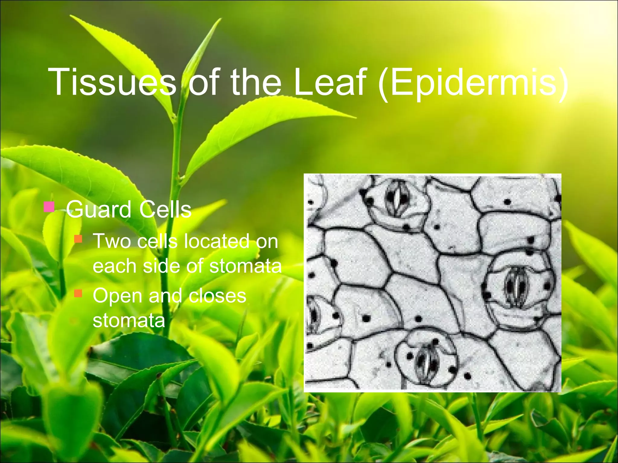 Plant anatomy presentation | PPT