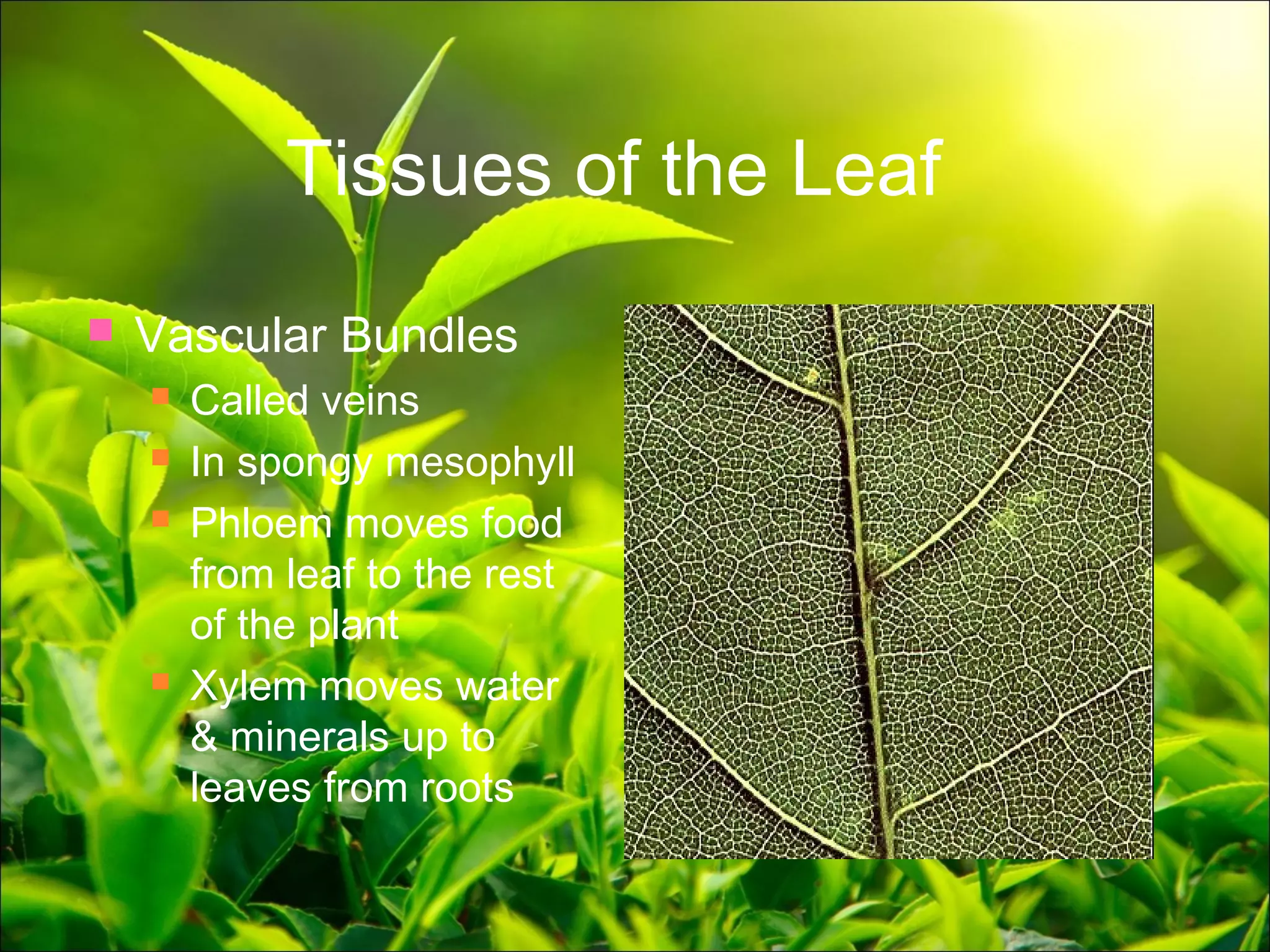 Plant anatomy presentation | PPT