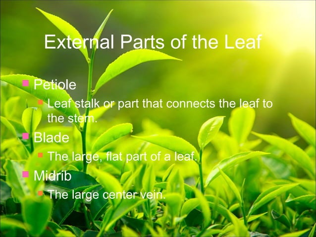 Plant anatomy presentation | PPT